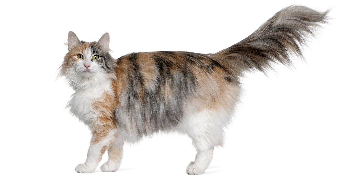 Norwegische Waldkatze im Rasseportrait | pets Premium
