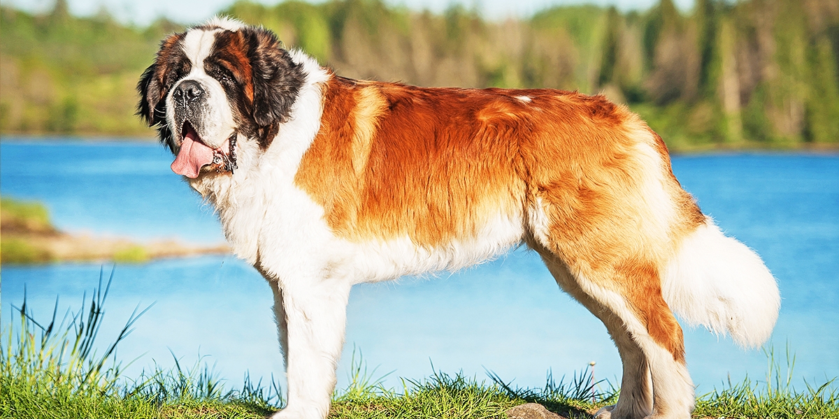 Hunderasse im Portrait: Bernhardiner | pets Premium