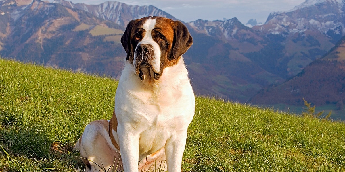 Hunderasse im Portrait: Bernhardiner | pets Premium