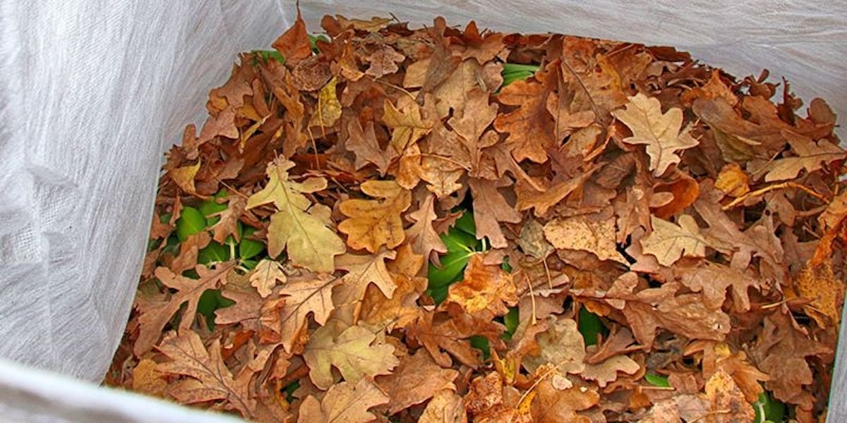 what-is-leaf-mulch-and-how-to-make-it-a-guide-flymo
