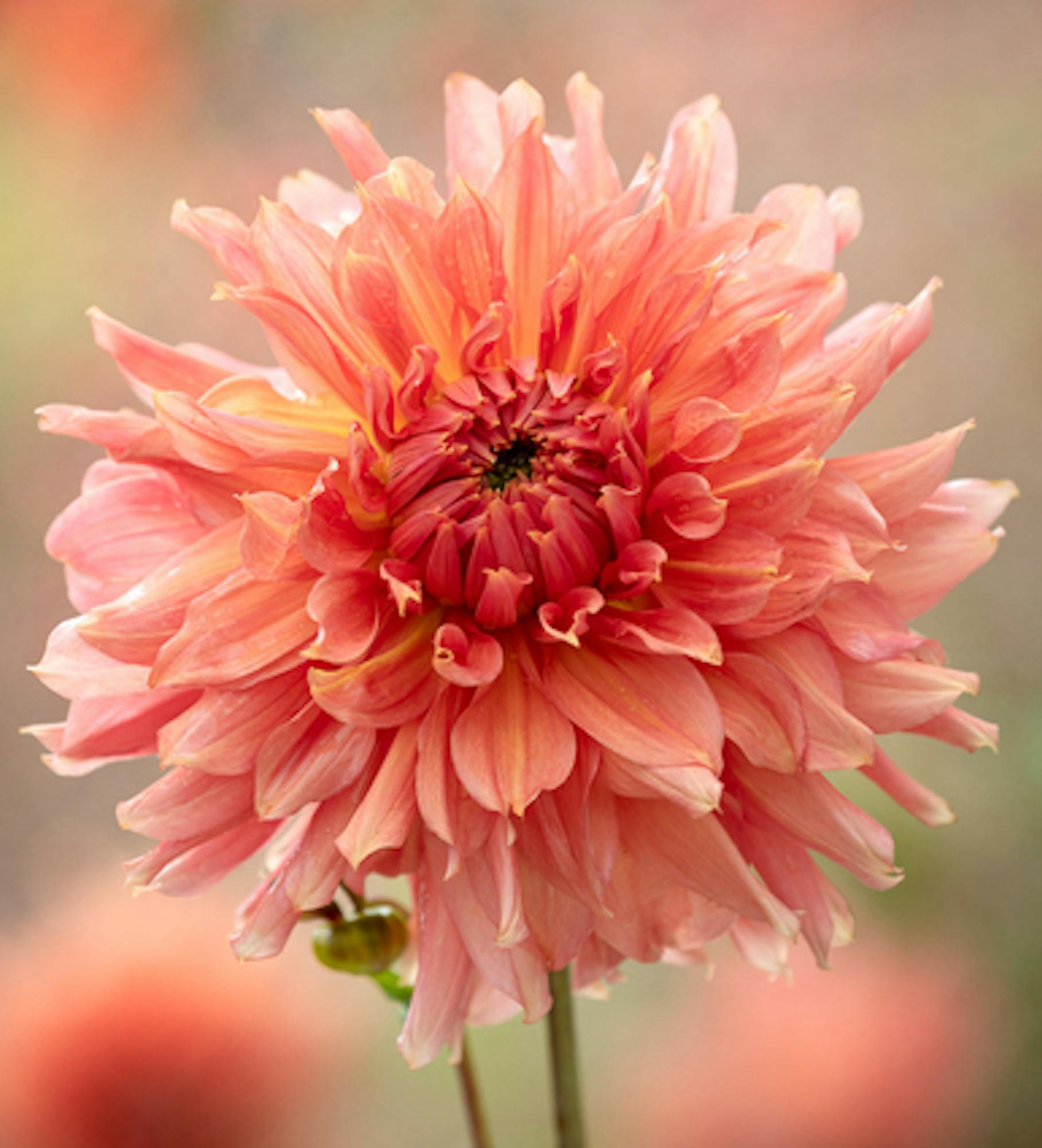dahlias | why sarah loves them - Sarah Raven