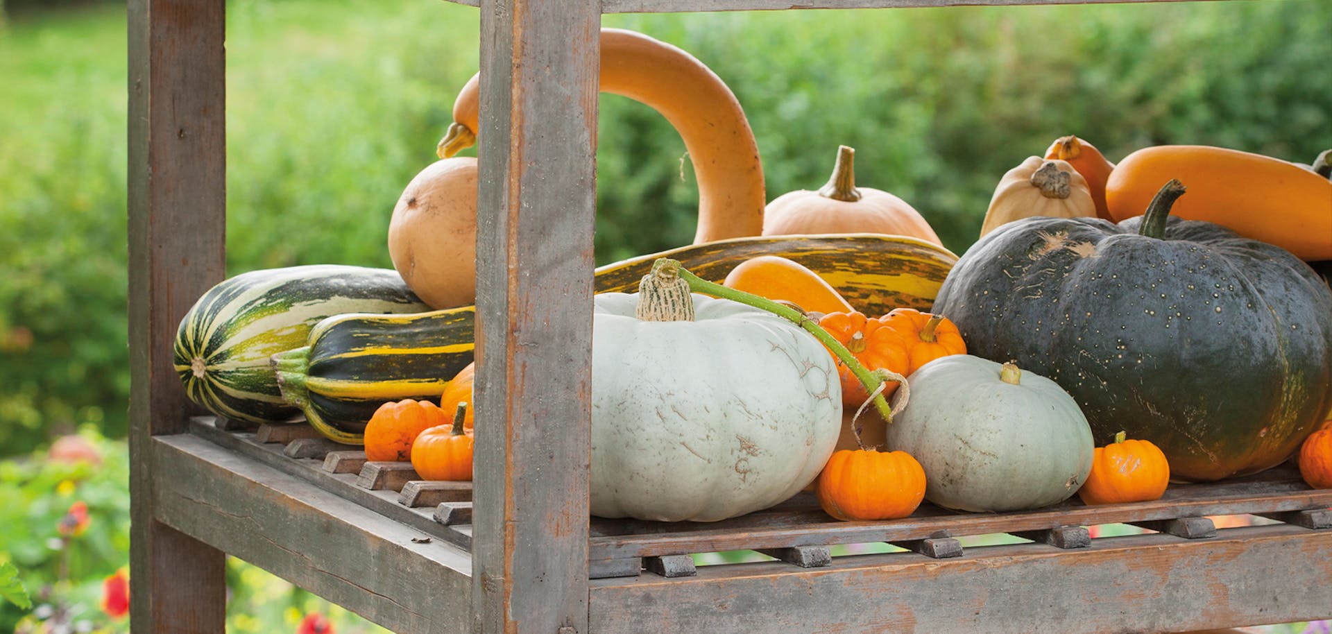 How to Plant, Grow & Care for Squash | Sarah Raven