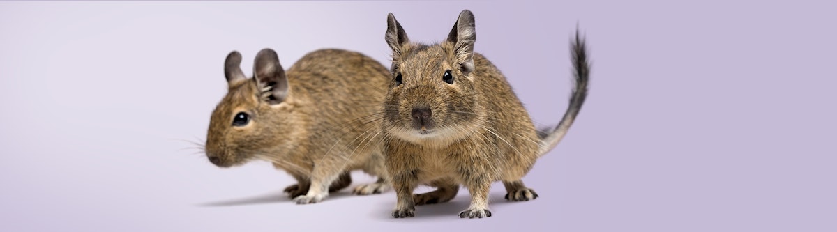 Kleintier Ratgeber | Tierische Tipps von DAS FUTTERHAUS